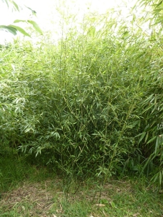 Bamboeplant - Phyllostachys humilis - woekerend - Randijk Bamboe ...