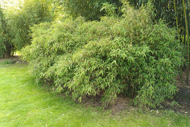 Randijk Bamboe & Hoveniers | Biologische bamboekwekerij | Bamboo