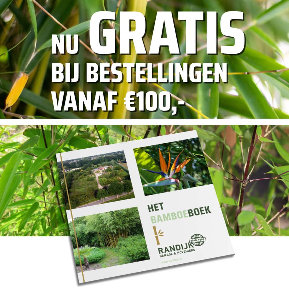 Randijk Bamboe & Hoveniers | Biologische bamboekwekerij | Bamboo