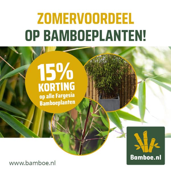 Randijk Bamboe & Hoveniers | Biologische bamboekwekerij | Bamboo